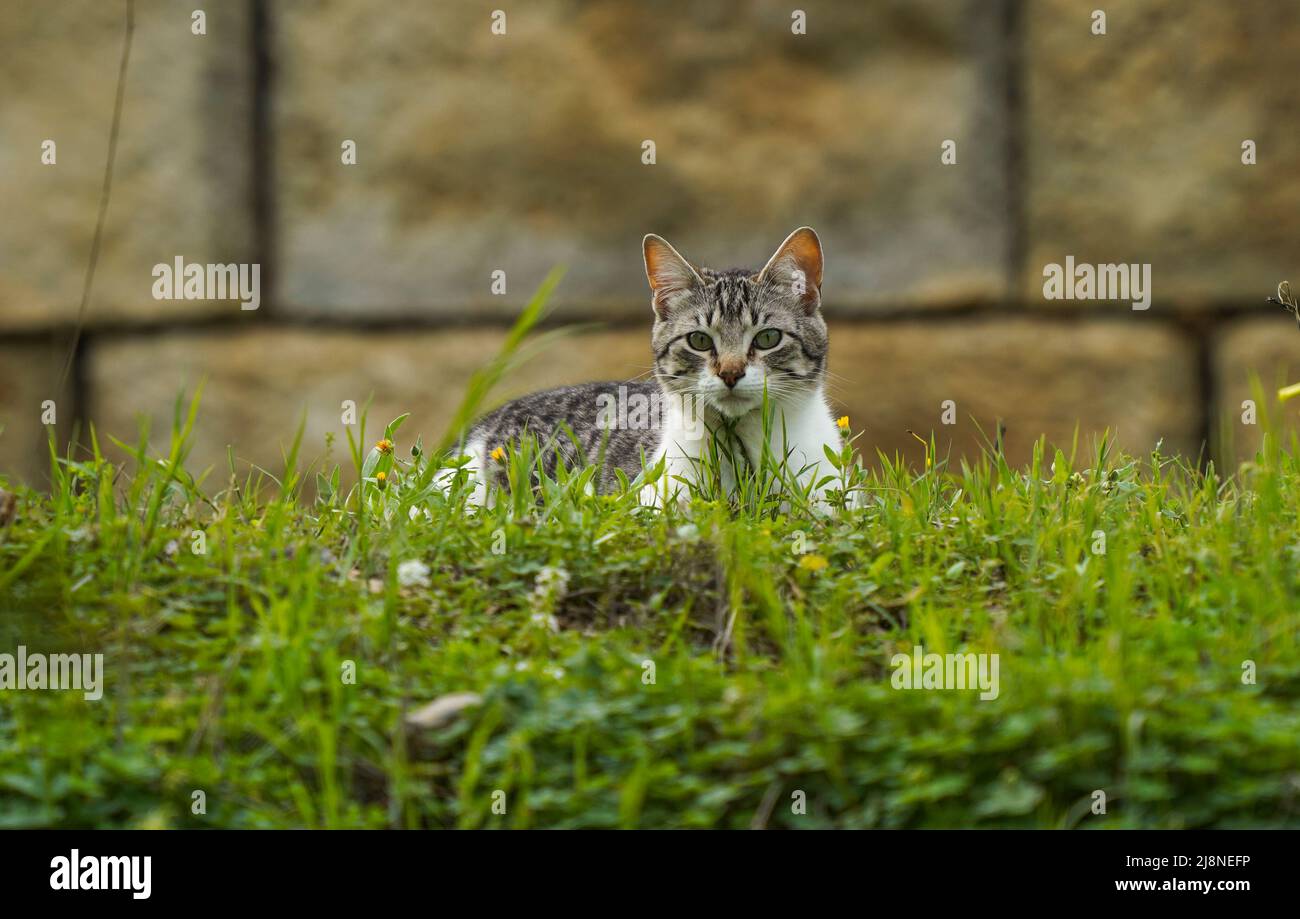 Cat domestic feline hi-res stock photography and images - Alamy