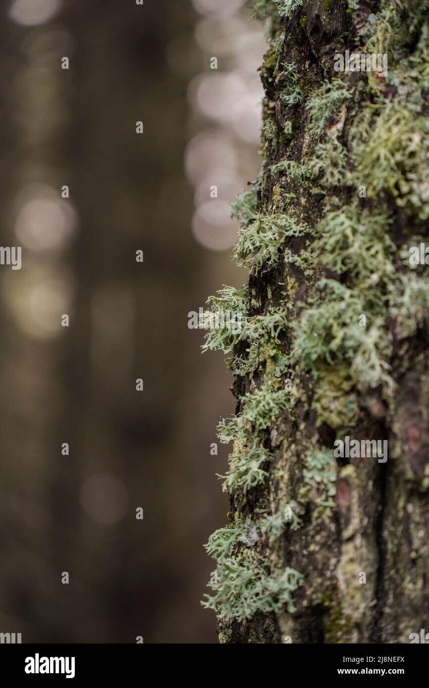 Leafy foliose lichen living on trunk of pine tree, Andalusia, Spain ...