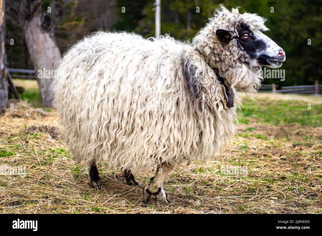 Mountain Carpathian sheep breed. Adult sheep, white with black muzzle ...