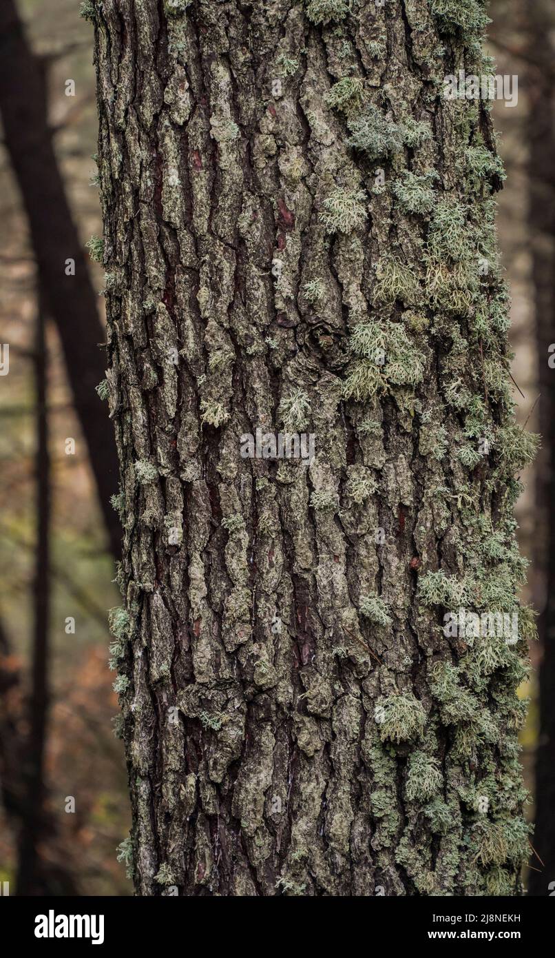Leafy foliose lichen living on trunk of pine tree, Andalusia, Spain ...