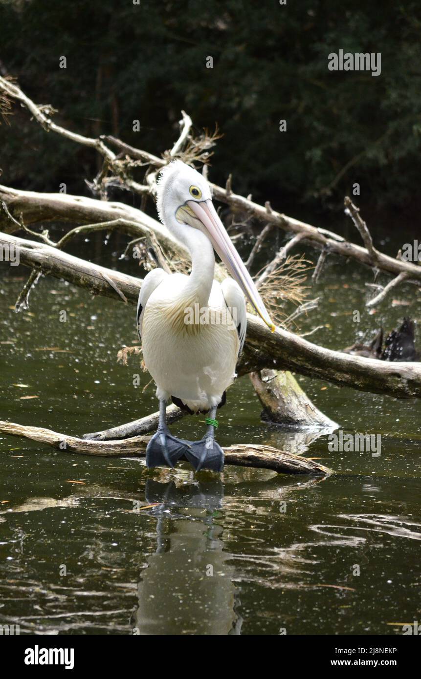 Posing for the shot Stock Photo - Alamy