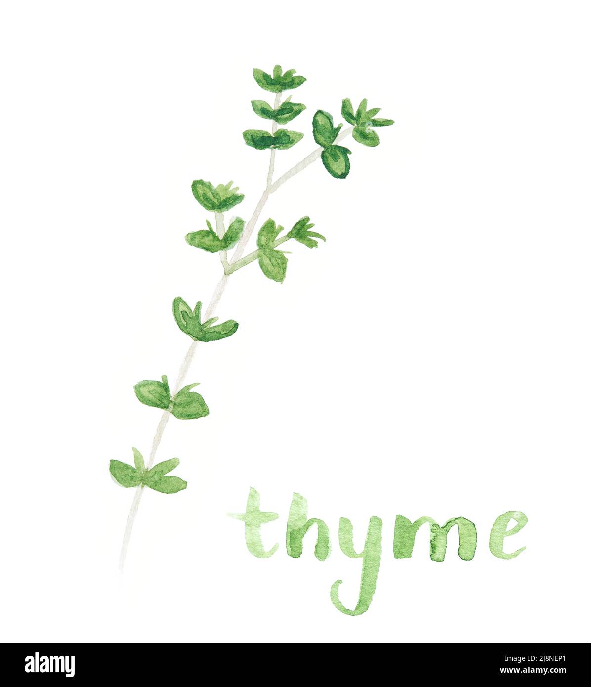 Thyme. Watercolor bunch of fresh organic garden herbs. Greens leaf ...