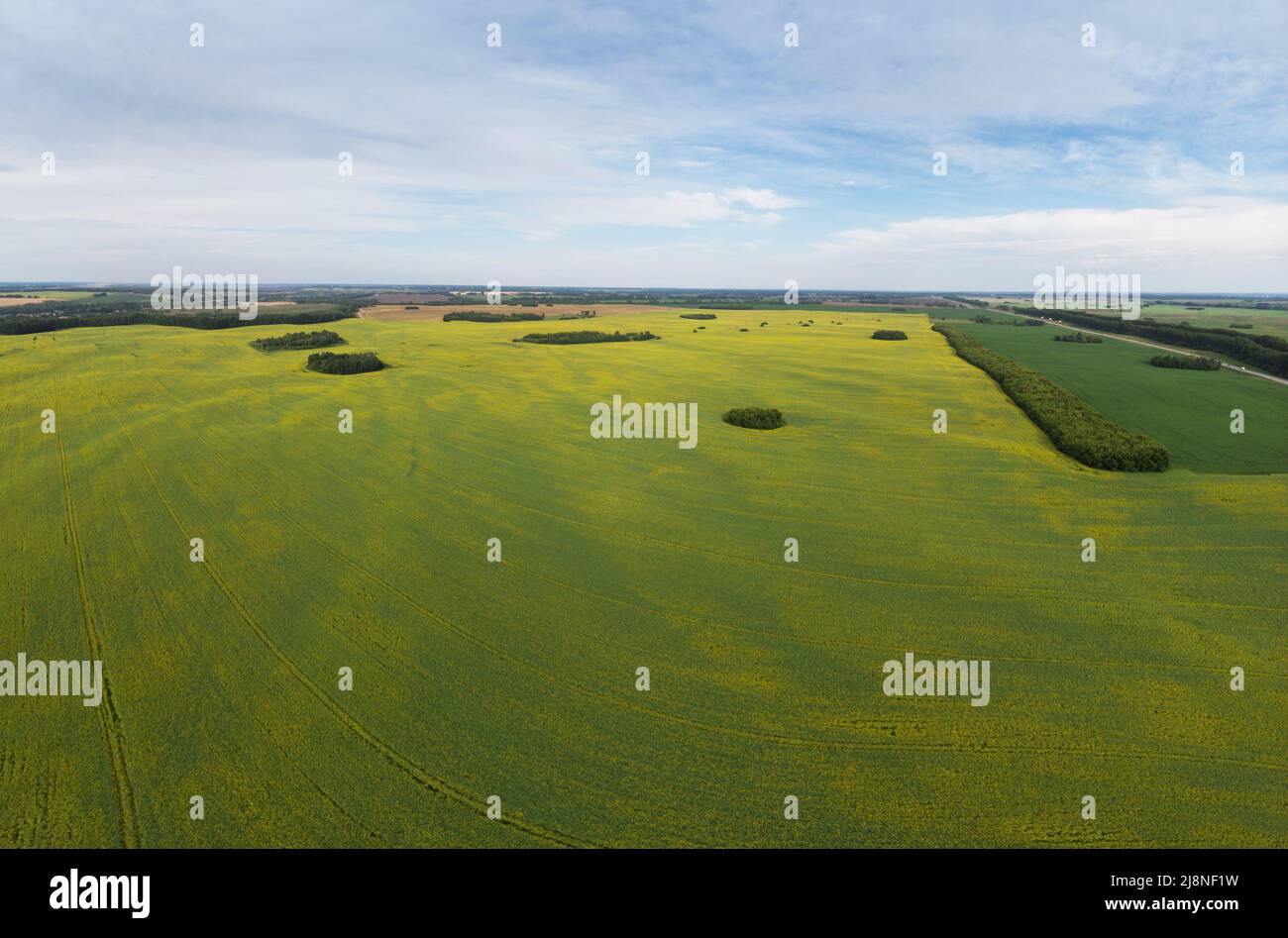 Aerial view of cultivated rapeseed field from drone pov Stock Photo - Alamy