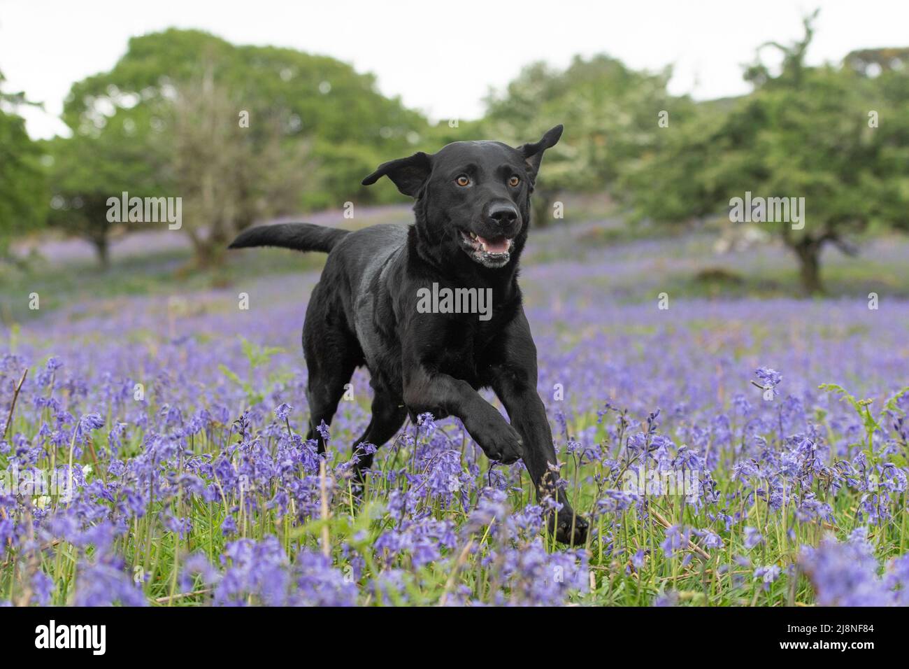 Black labrador Retriever running towards camera Stock Photo - Alamy