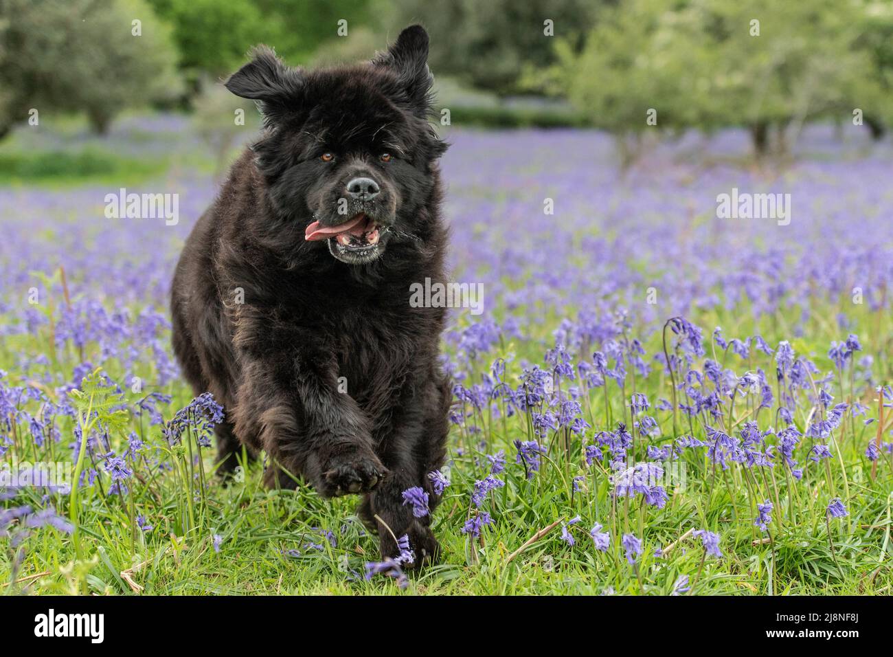 Newfoundland dog running towards camera in bluebell field Stock Photo ...