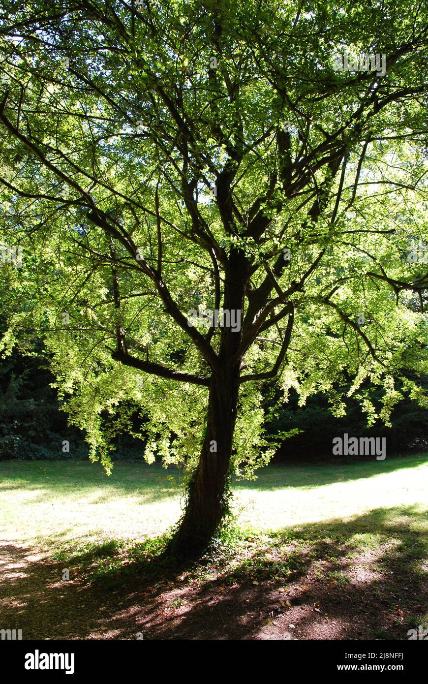 Back lit tree hi-res stock photography and images - Alamy