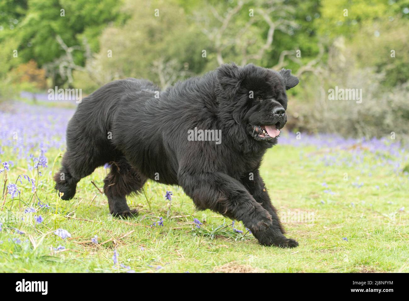 Newfoundland dog running in bluebell flowers Stock Photo - Alamy