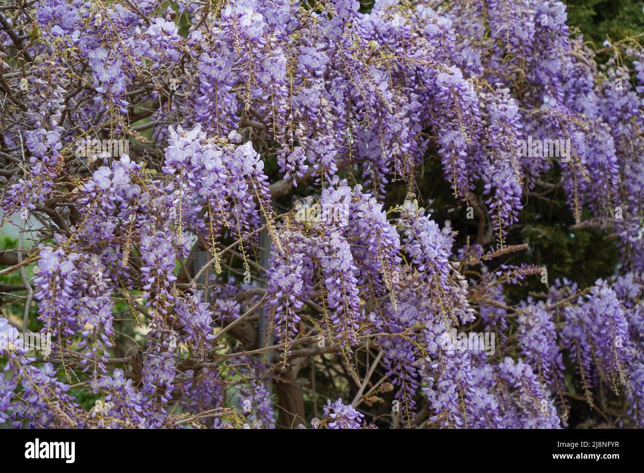 Chinese wisteria wistaria sinensis hi-res stock photography and images ...