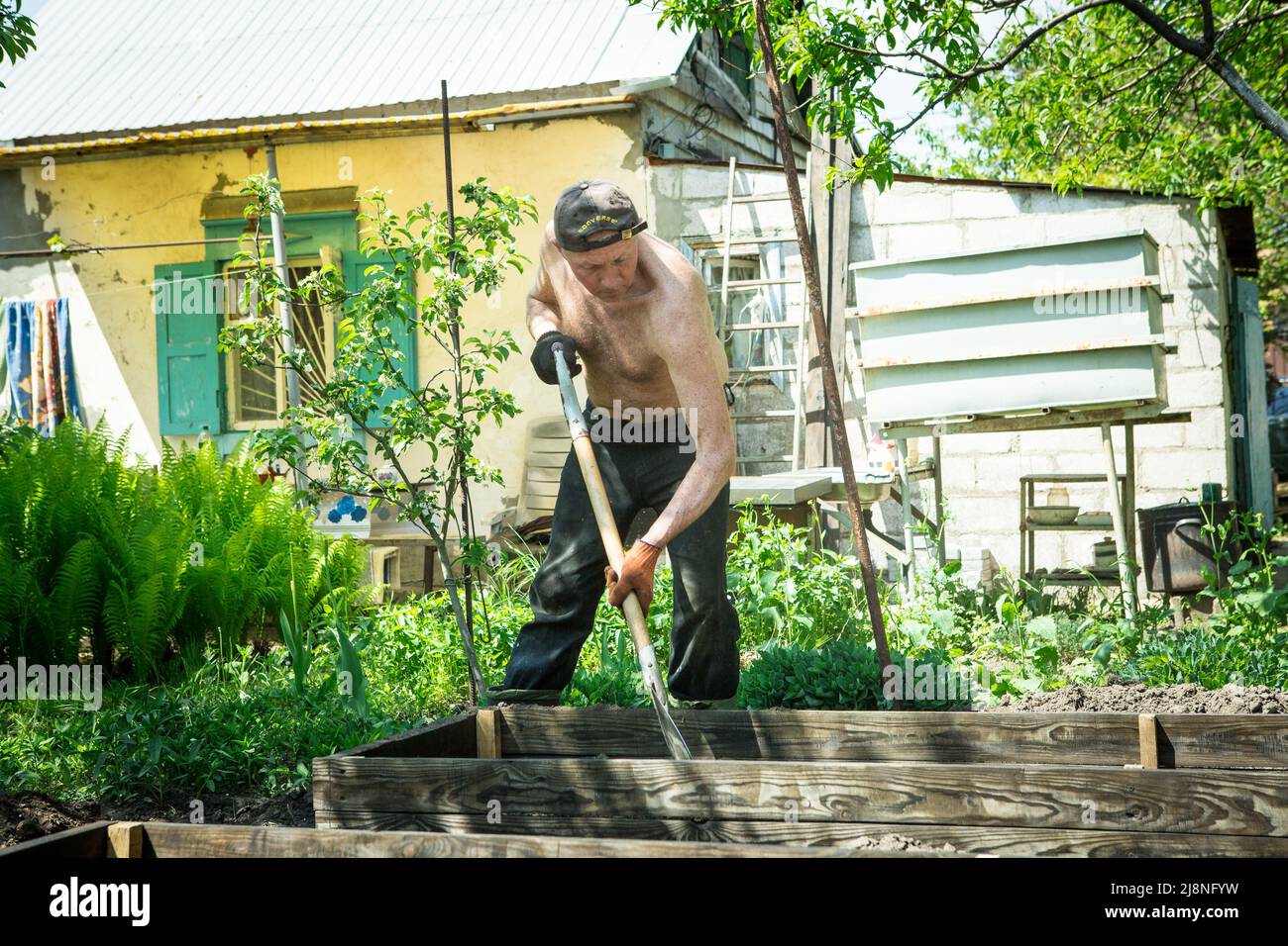A man of mature years makes high beds on a personal plot. The master ...