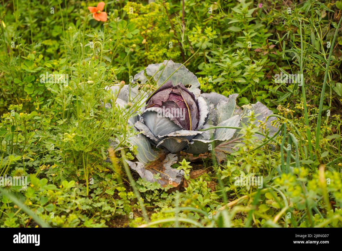 Red cabbage growing in vegetable garden with weed around Stock Photo ...