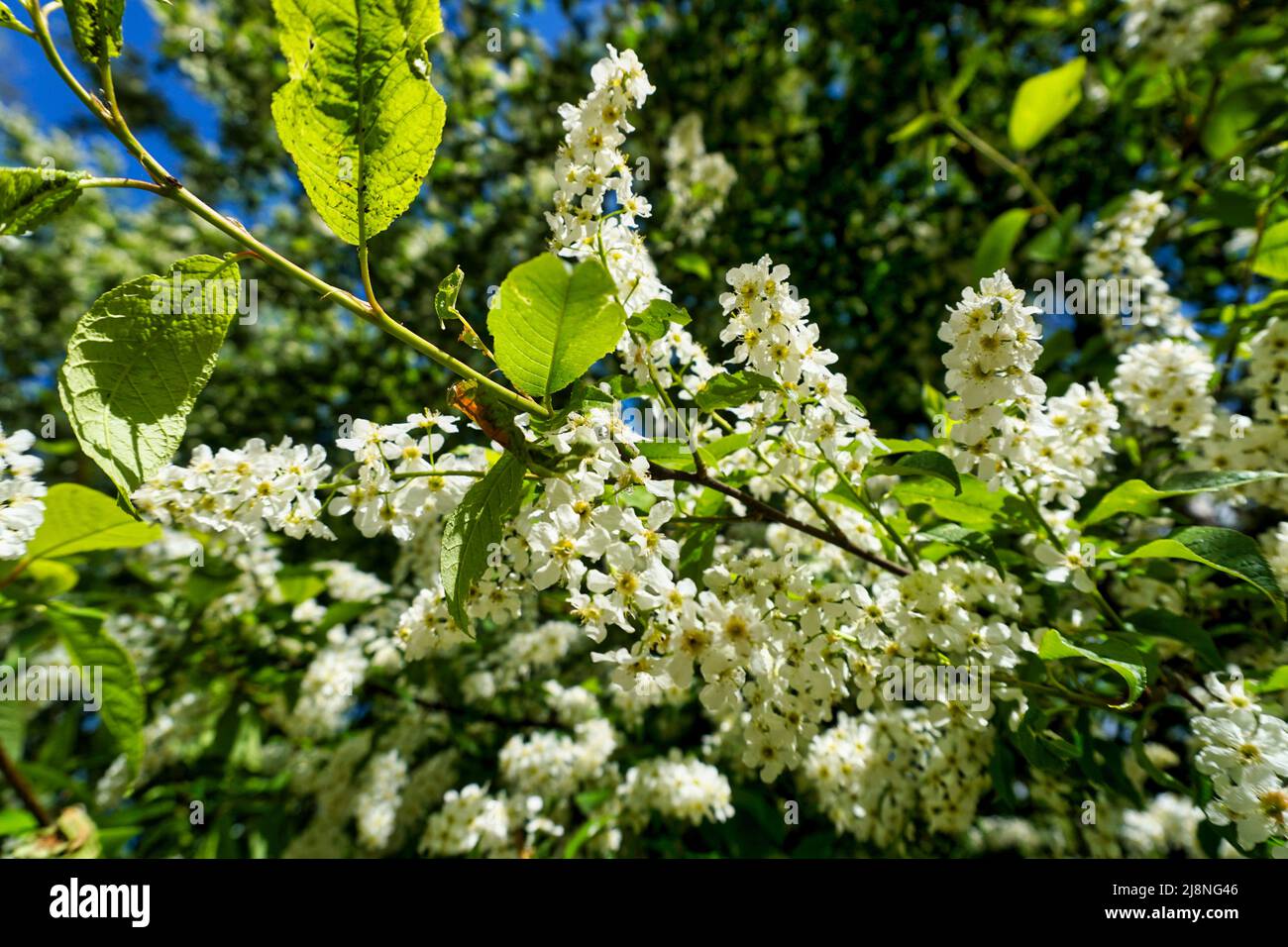 White blossom japanese cherry tree Stock Photo - Alamy
