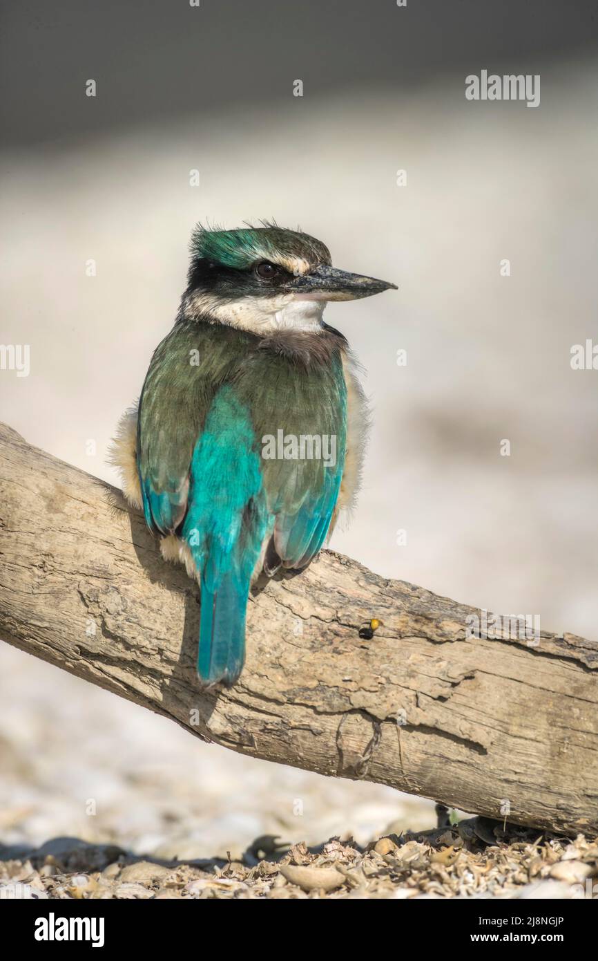 Sacred kingfisher new zealand hi-res stock photography and images - Alamy