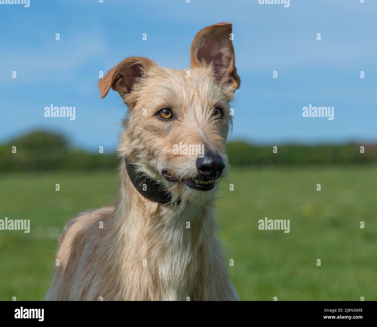 rough coated lurcher portrait Stock Photo - Alamy