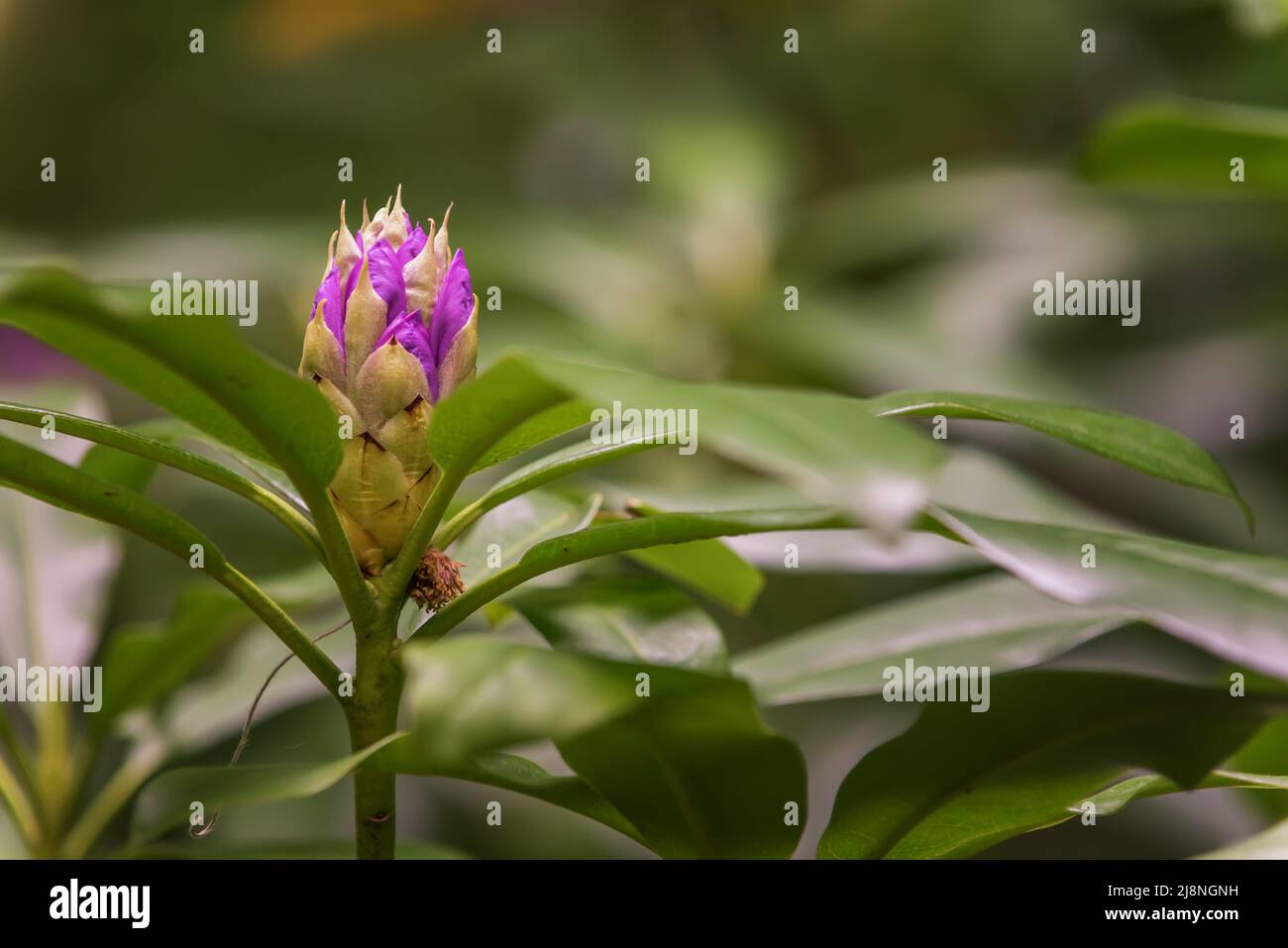 Purple flowers in wild nature. Periwinkle in Nature park Strandja ...