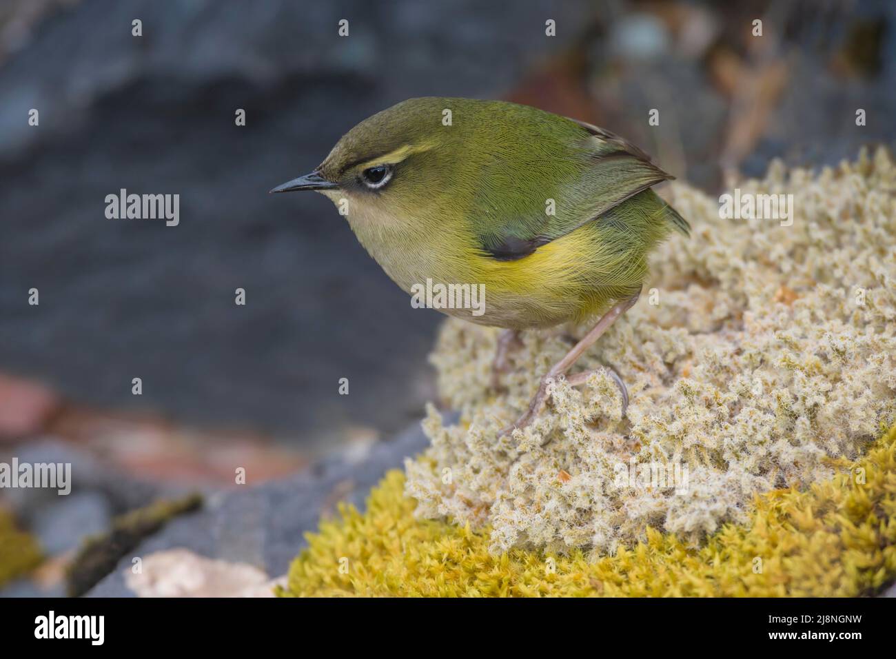 Rock wren (Xenicus gilviventris) New Zealand endemic, occurs only in ...