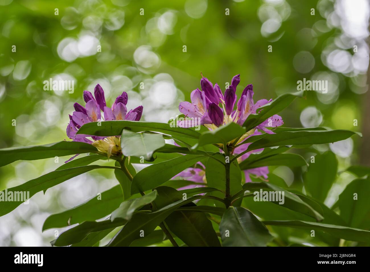 Purple flowers in wild nature. Periwinkle in Nature park Strandja ...