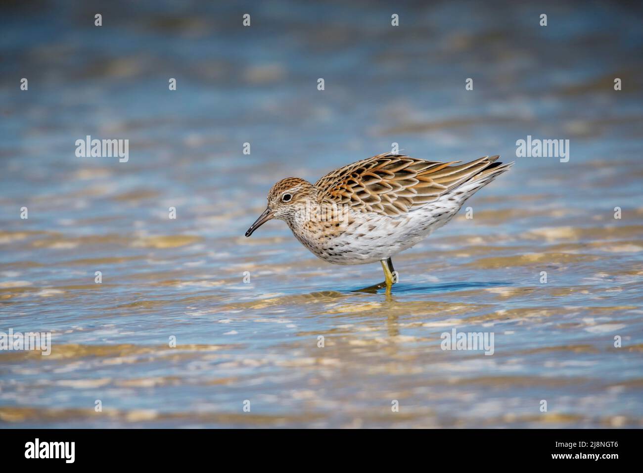 Sharp-tailed sandpiper (Calidris acuminata), Credit:Robin Bush / Avalon ...