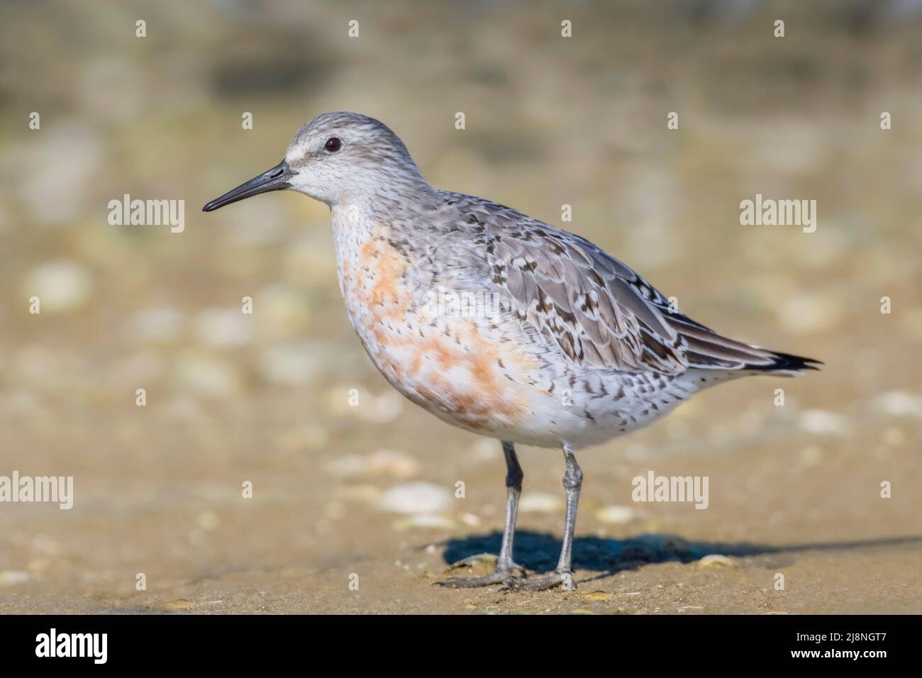 Red knot (Calidris canutus) The commonest subspecies in New Zealand ...