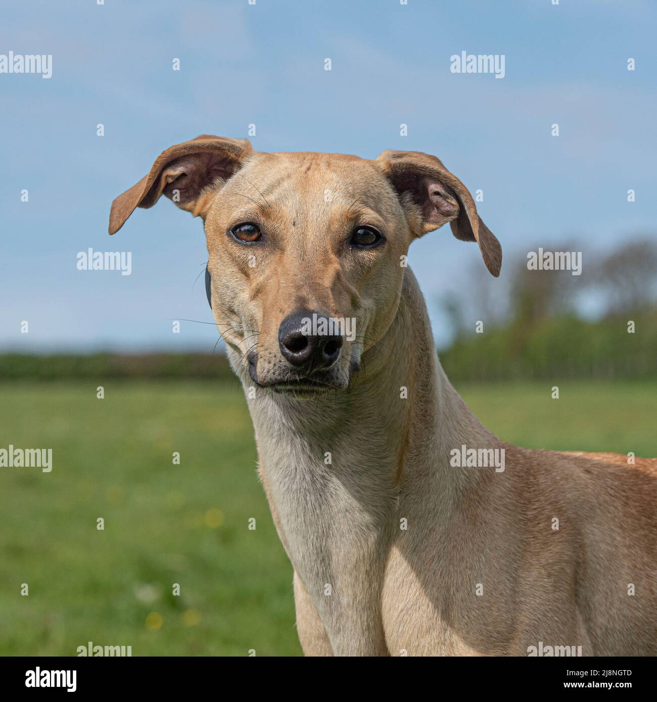 lurcher head study Stock Photo - Alamy