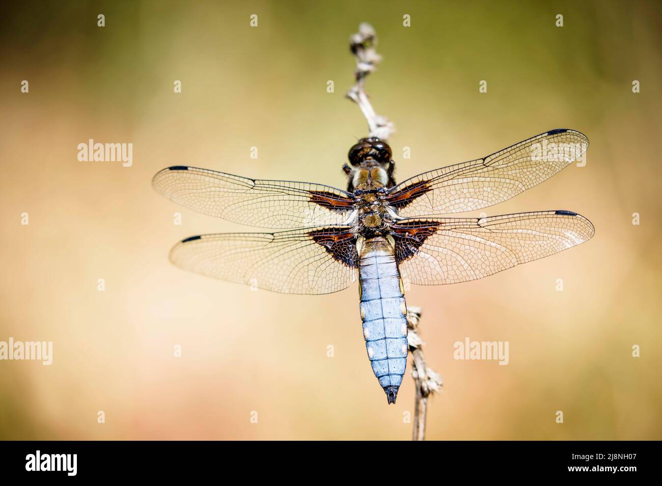 Broad-Bodied Chaser (Libellula depressa) Spectacular dragonfly usually ...