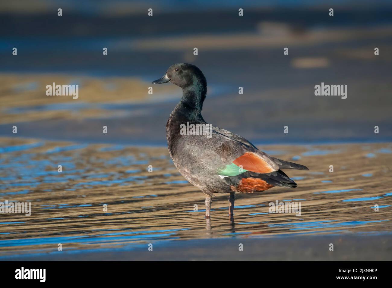 Male paradise shelduck hi-res stock photography and images - Alamy