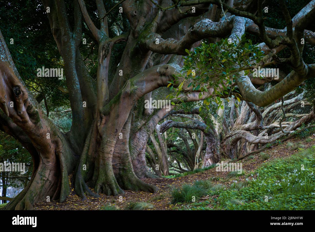 Albert Park, Auckland. Trees in the park include some fine specimens of ...