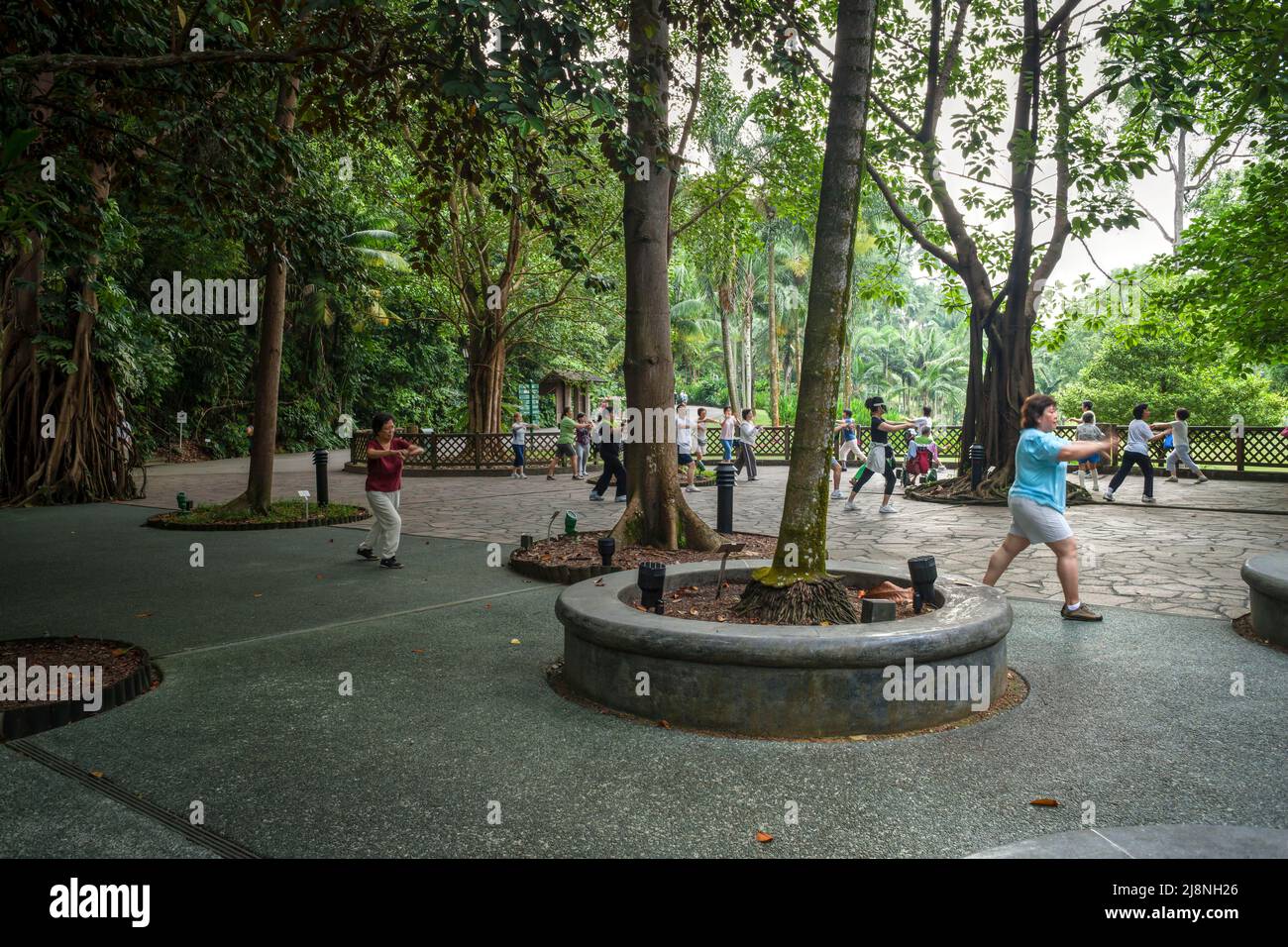 Early Morning Chinese Tai Chi Exercise In a shaded spot at the ...