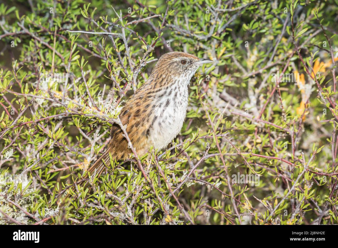 New Zealand Fernbird (Megalurus punctatus ) Small , long tailed New ...