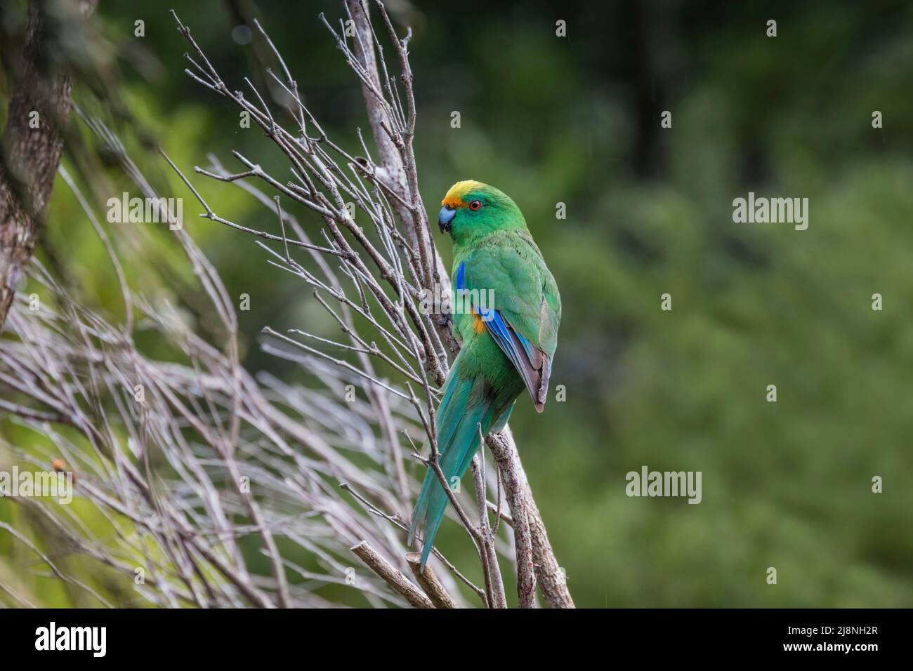 Cyanoramphus malherbi hi-res stock photography and images - Alamy