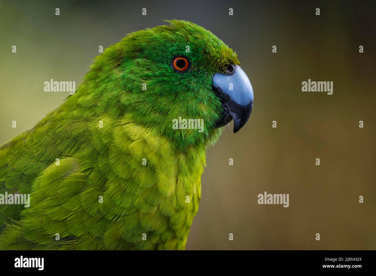 Antipodes Island Parakeet ( Cyanoramphus unicolor ) New Zealand Endemic ...