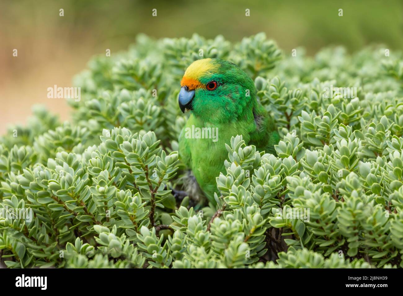 Malherbes parakeet hi-res stock photography and images - Alamy