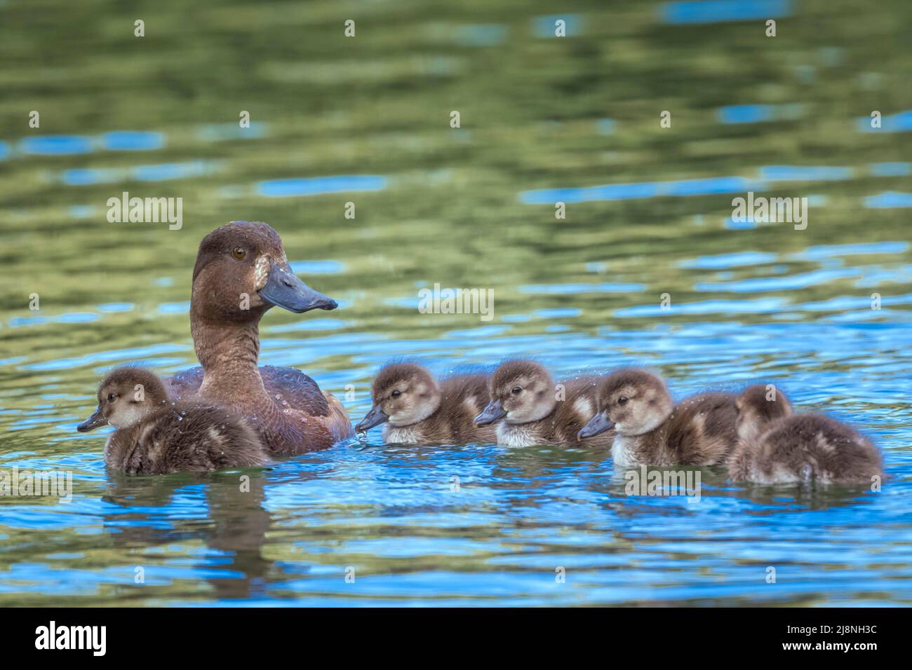 New Zealand Scaup ( Aythya novaeseelandiae ) with young. New Zealand ...