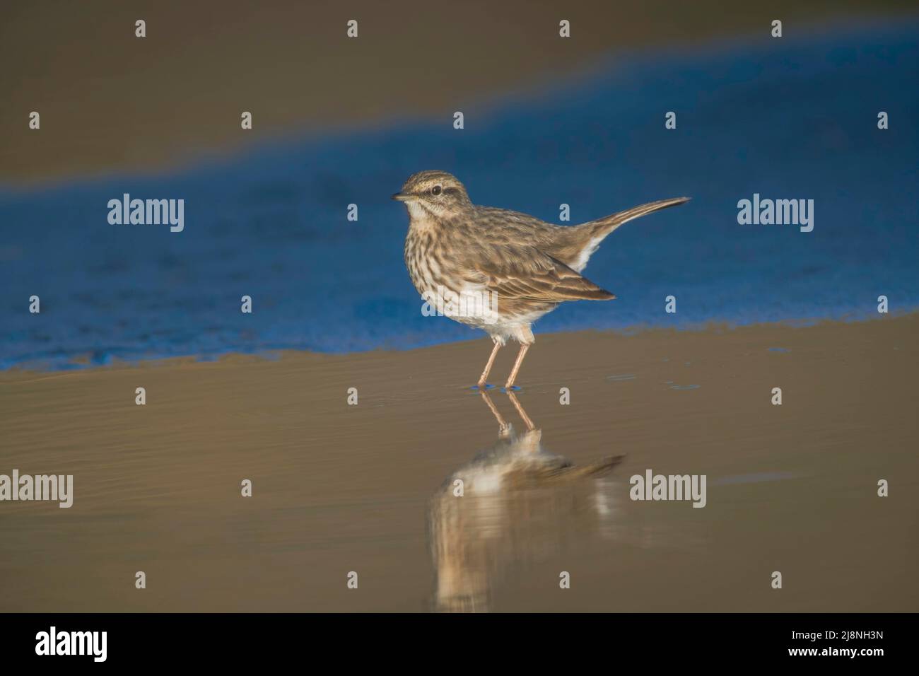 New Zealand PIpit ( Anthus novaeseelandiae ) New Zealand Endemic which ...