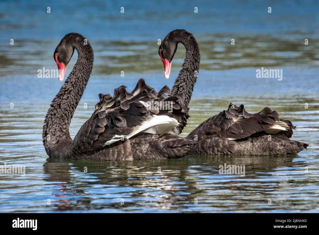 Black Swan ( Cygnus atratus ) New Zealand native, conservation staus ...