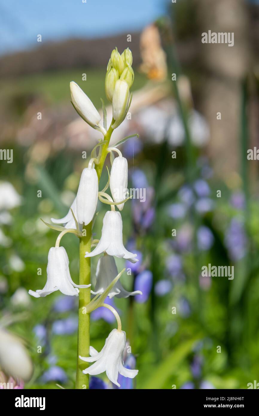 Close up of a white Spanish bluebell (hyacinthoides hispanica) flower ...
