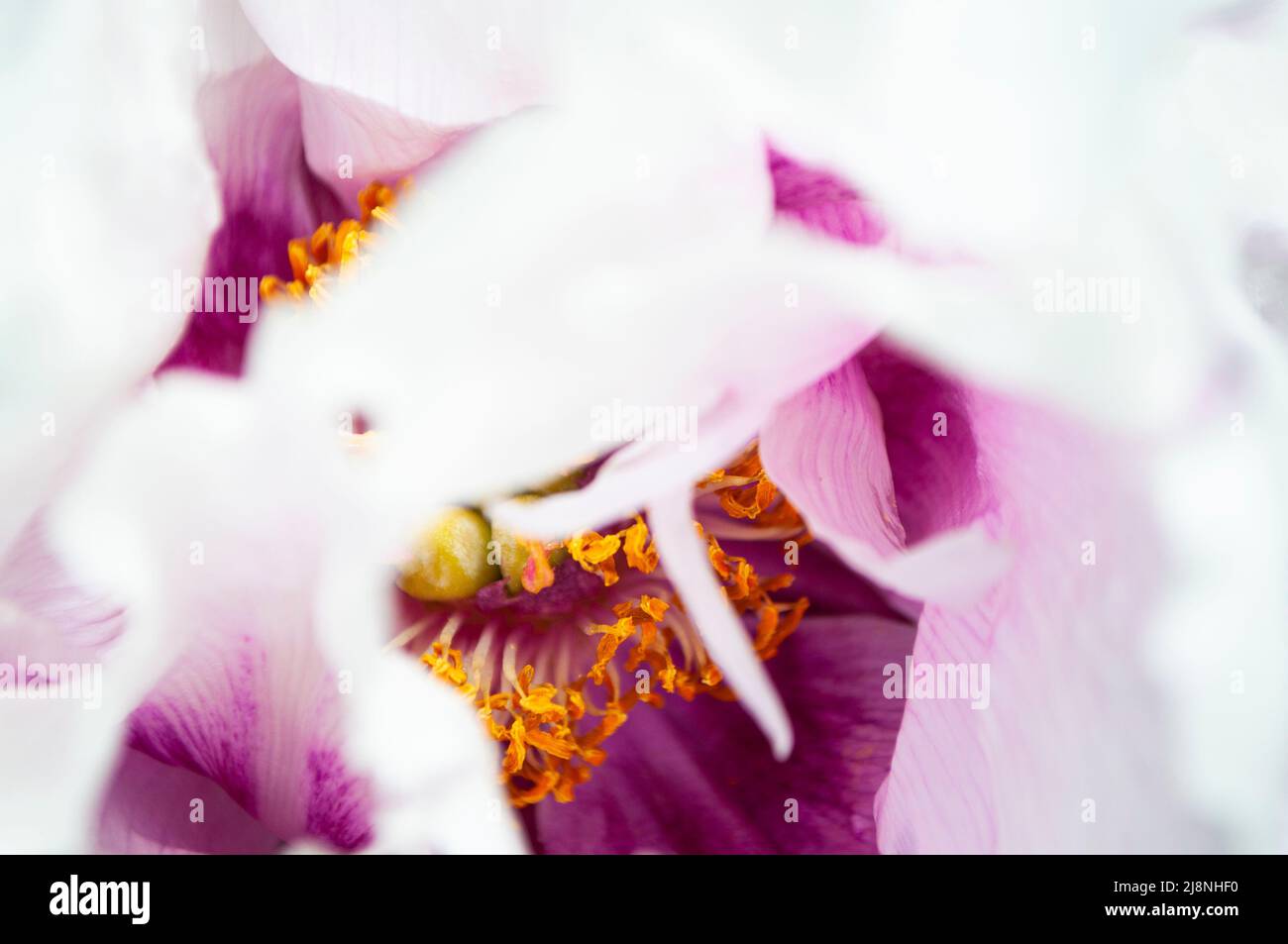 White color tree hi-res stock photography and images - Alamy