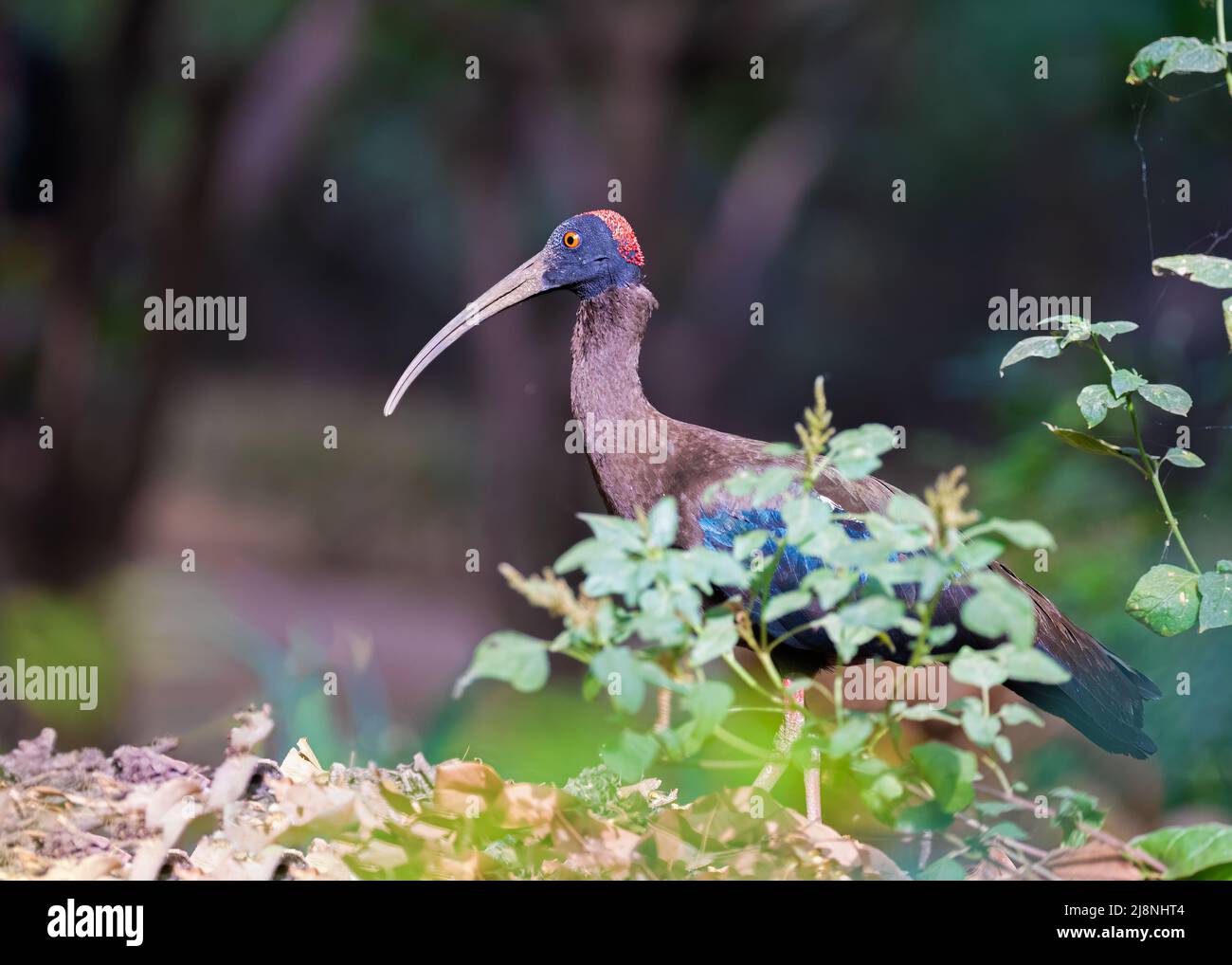 Head and neck glossy black hi-res stock photography and images - Alamy