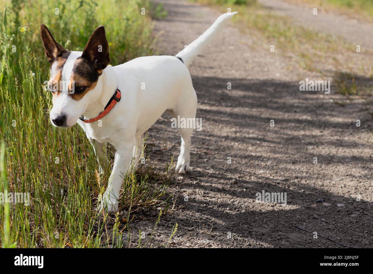 Walking small black dog hi-res stock photography and images - Alamy