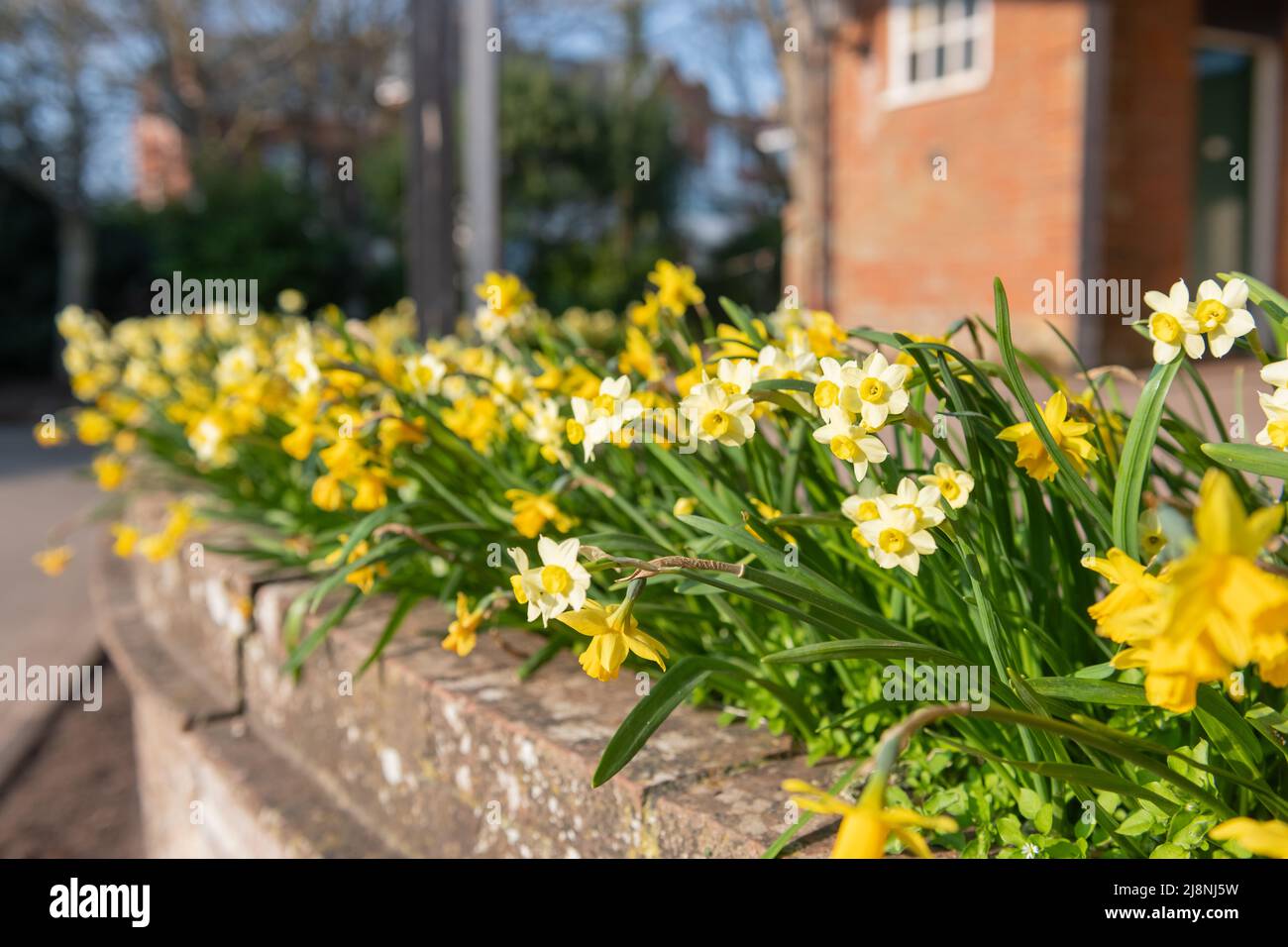 Daffodil (narcissus) flowers in bloom Stock Photo - Alamy