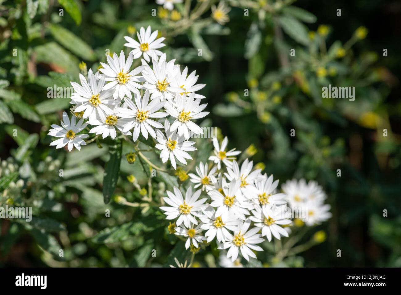 Close up of flowers on a dusty daisy (olearia lirata) bush Stock Photo ...