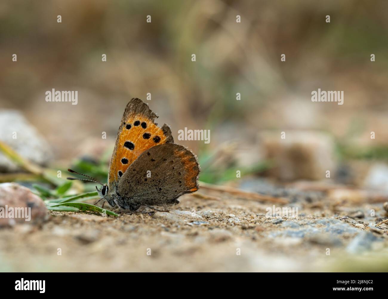 Macro photo of copper butterfly or lycaena phlaeas Stock Photo - Alamy