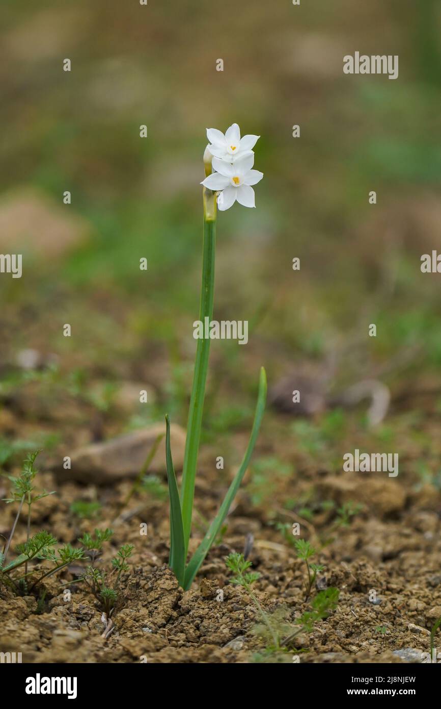 Paper white daffodil, paperwhite, Narcissus papyraceus, growing in ...