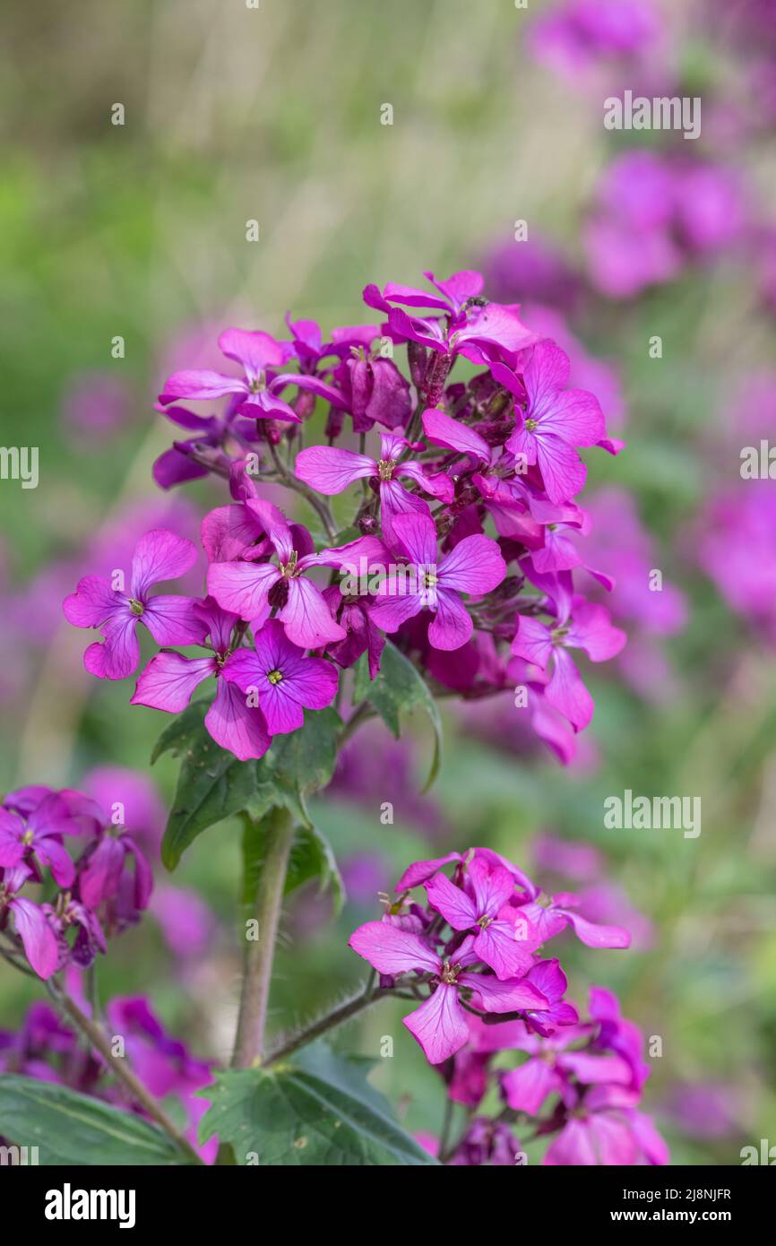 Close up of pink honesty (lunaria annua) flowers in bloom Stock Photo ...