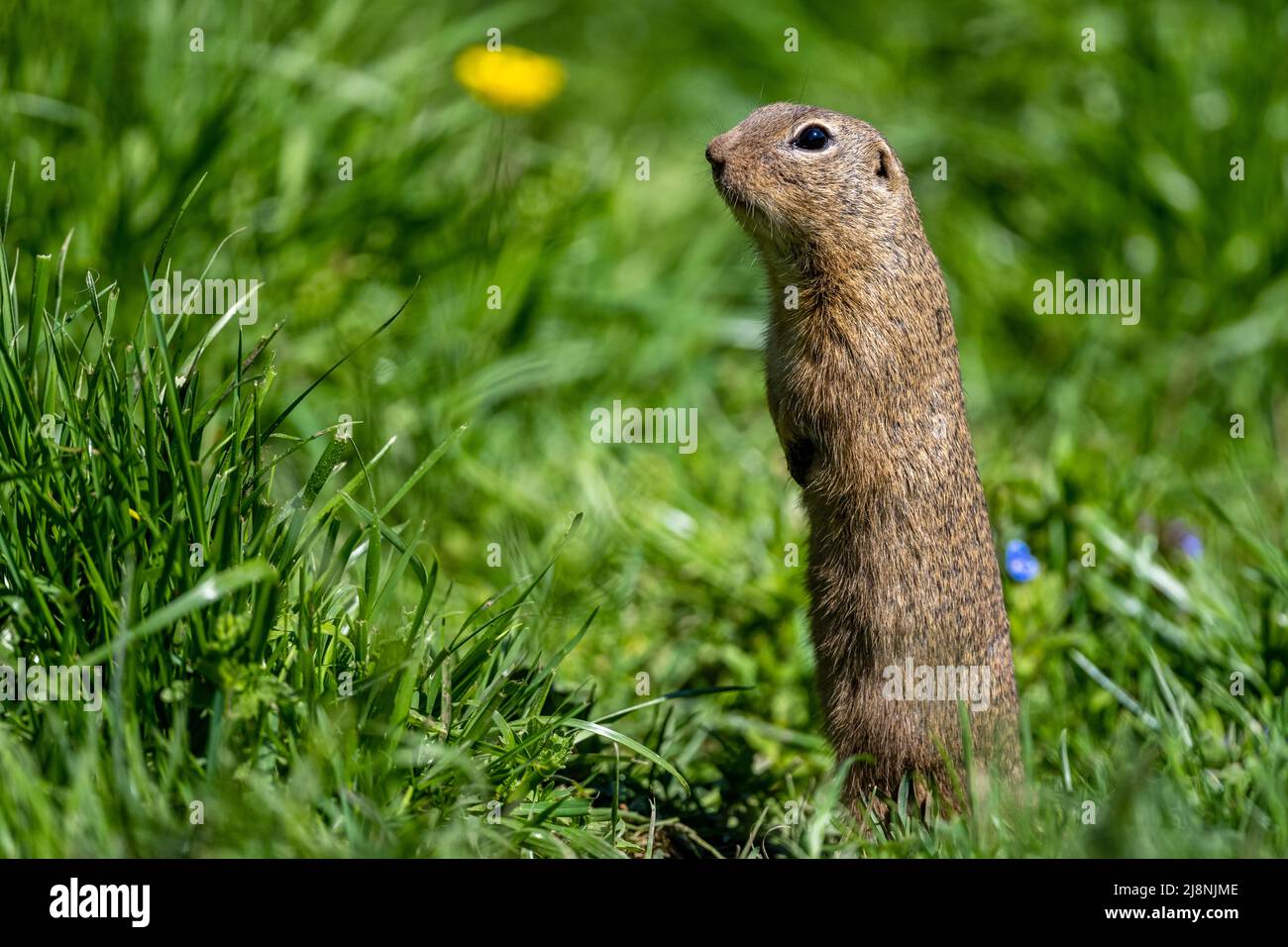 European ground squirrel, European souslik, Spermophilus citellus. The ...