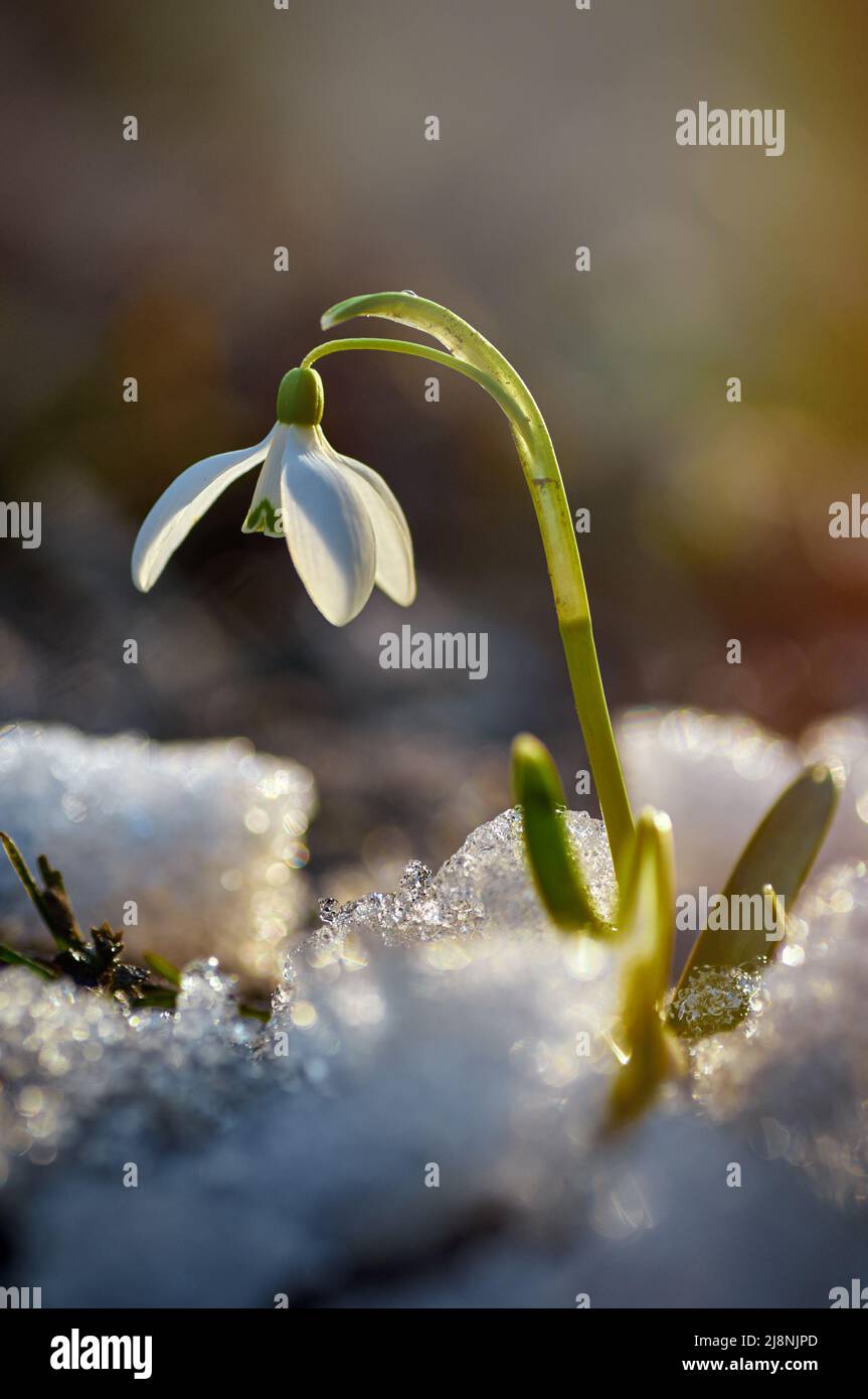 one snowdrop in snow Stock Photo - Alamy