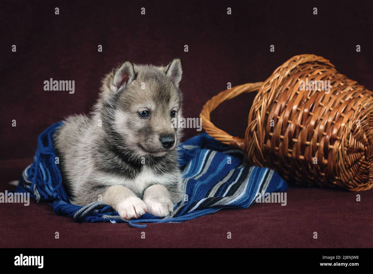 Agouti Husky Cute Agouti Siberian Husky Puppies Stockfoto 1215855811
