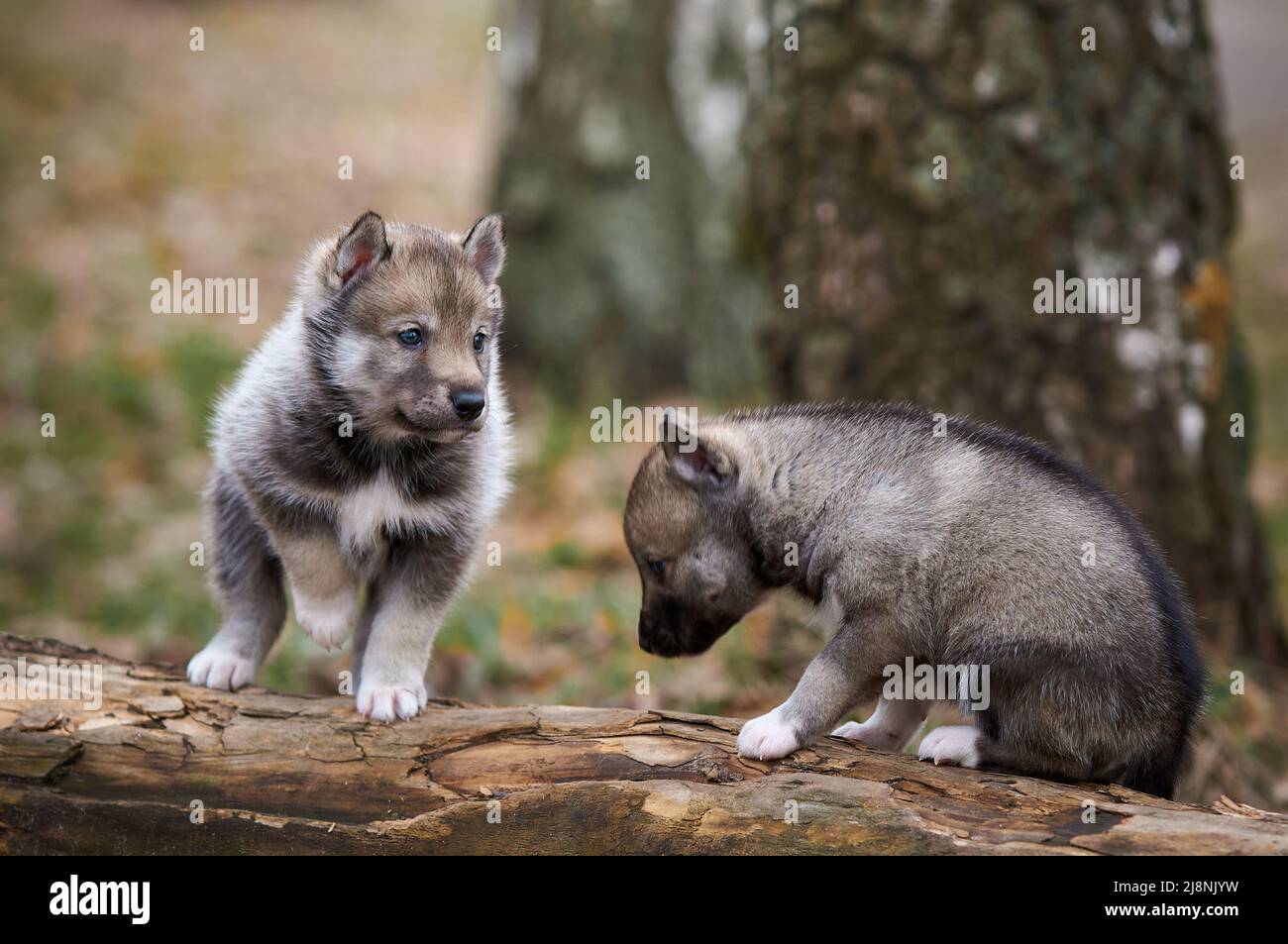 Agouti dog hi-res stock photography and images - Alamy
