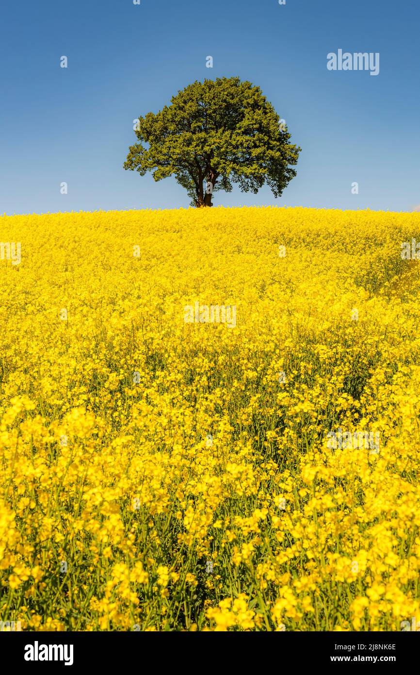 A lonely tree and rapeseed field in full bloom with a portrait ...