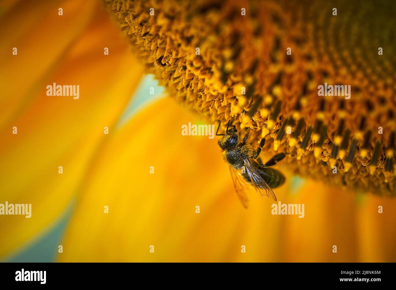 honey bee collects nectar on a sunflower Stock Photo - Alamy