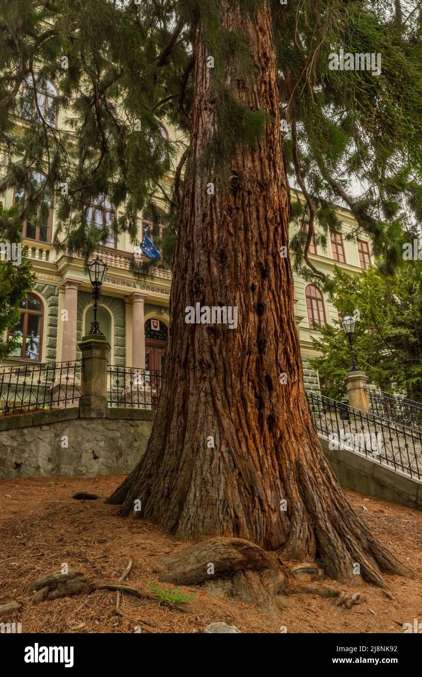 Sequoia historic hi-res stock photography and images - Alamy